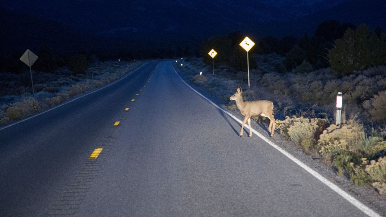 What to do in case of a collision with an animal | Lareau - Insurance ...